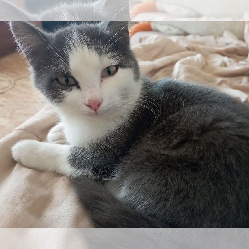 Котёнок в добрые руки