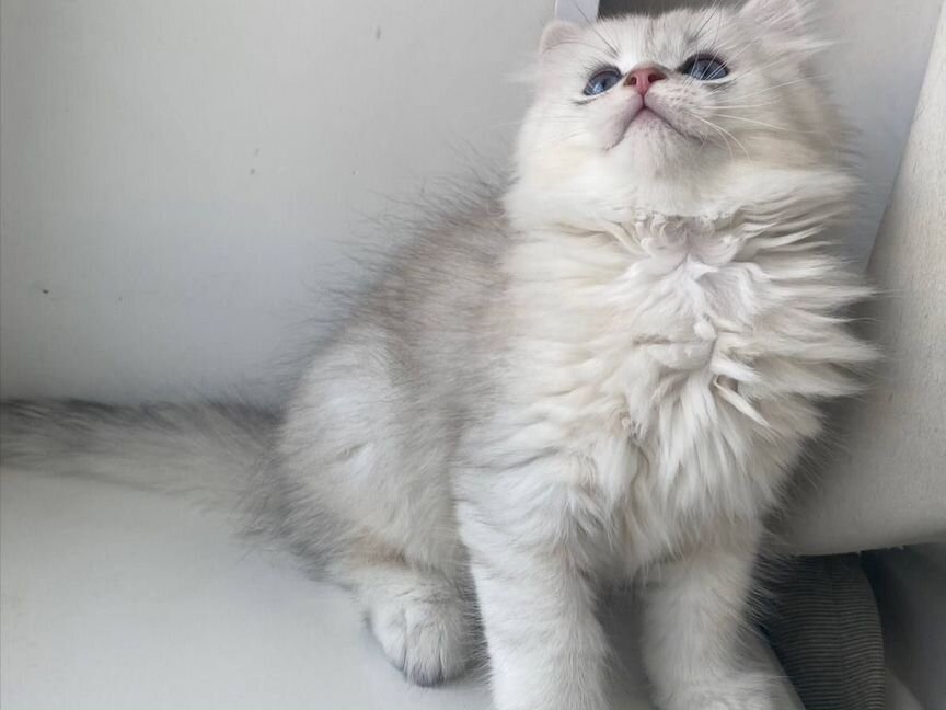 Британская шиншилла котята