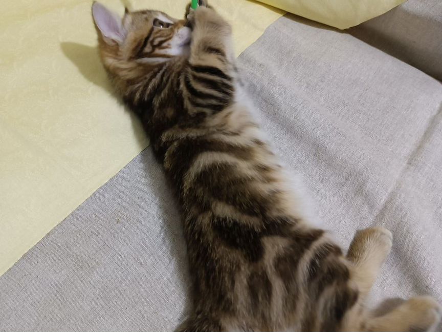 Кошка курильский бобтейл