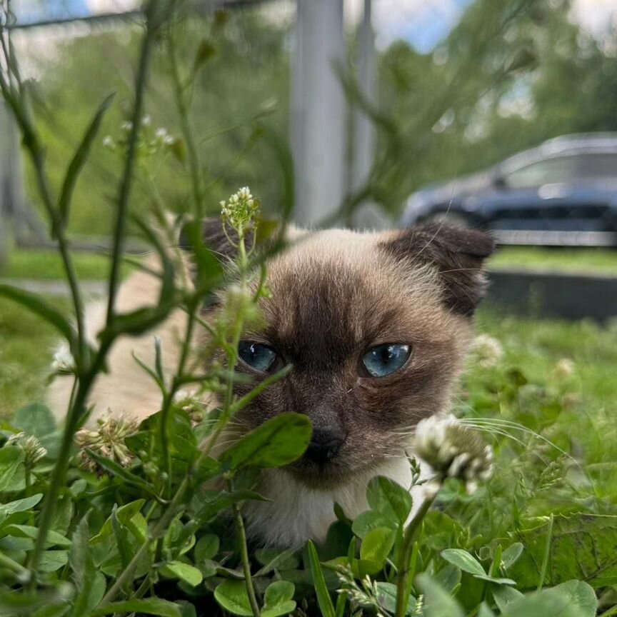 Кошка