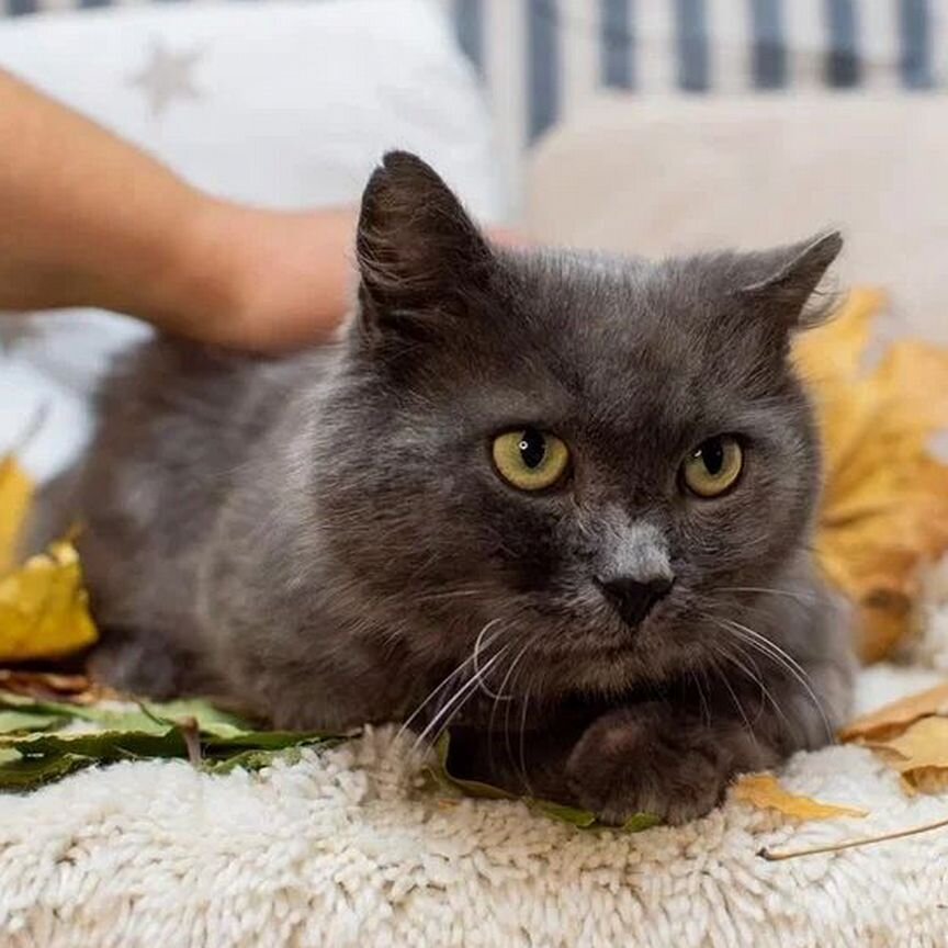 Большой кот Сеня в добрые руки