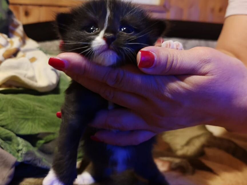Котята