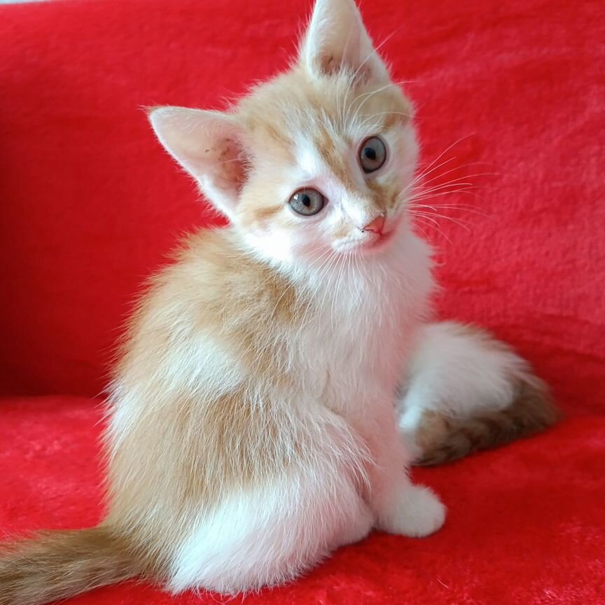 Котёнок в добрые руки