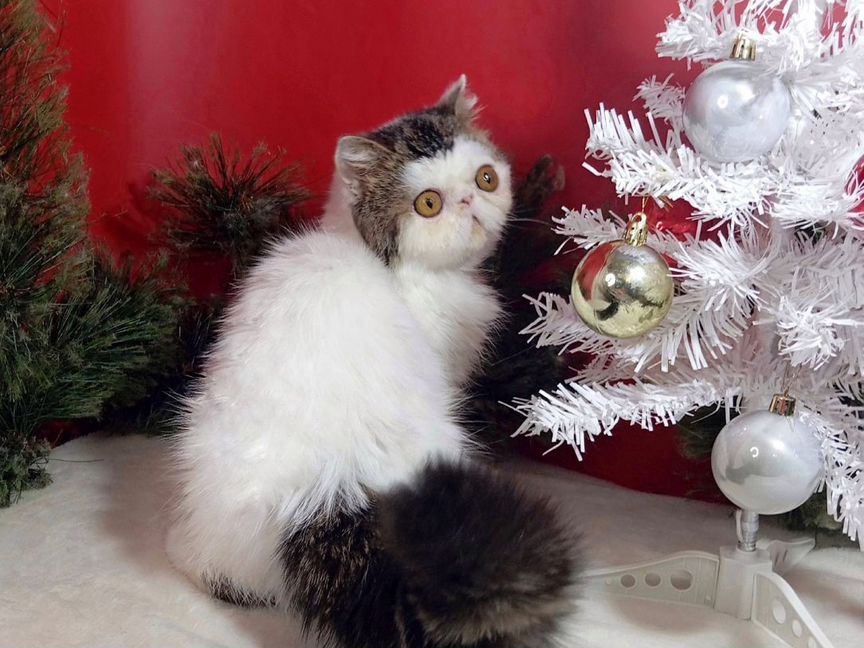 Сладкий плюшевый котик