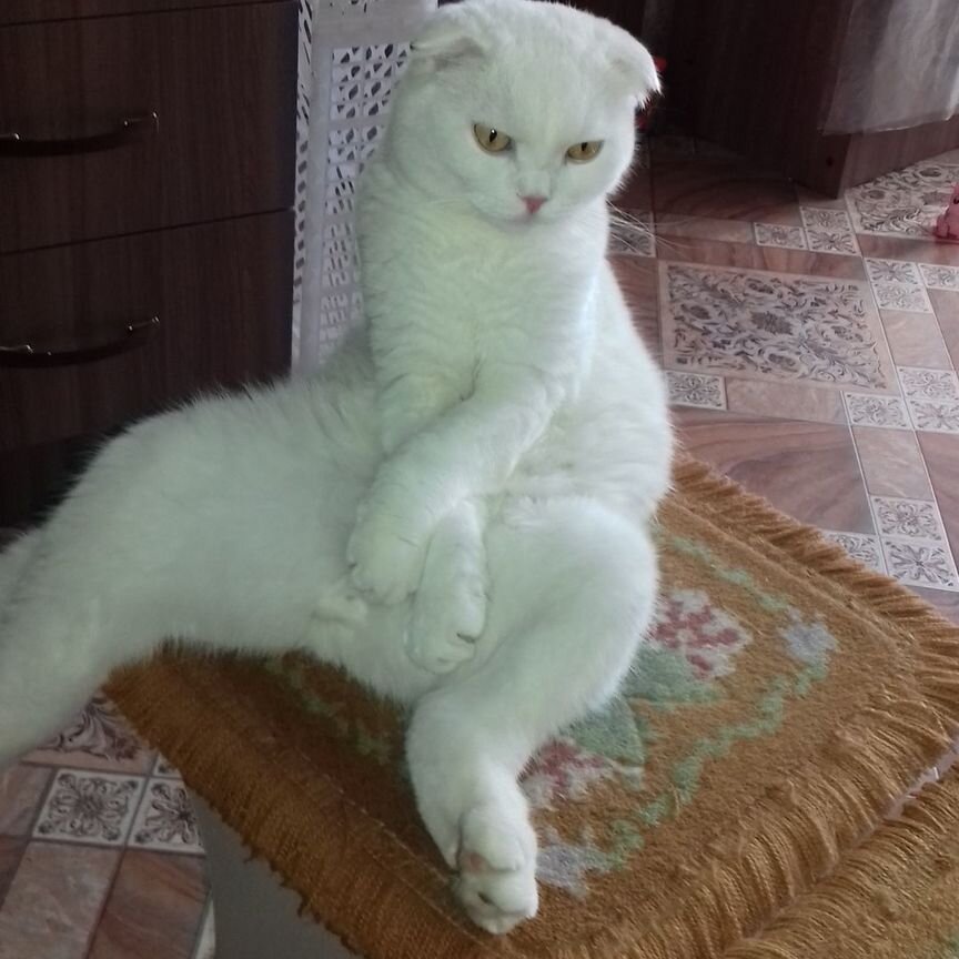 Котята в добрые руки бесплатно мальчик