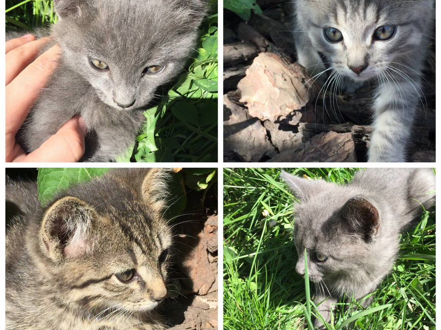 Кошка в дар