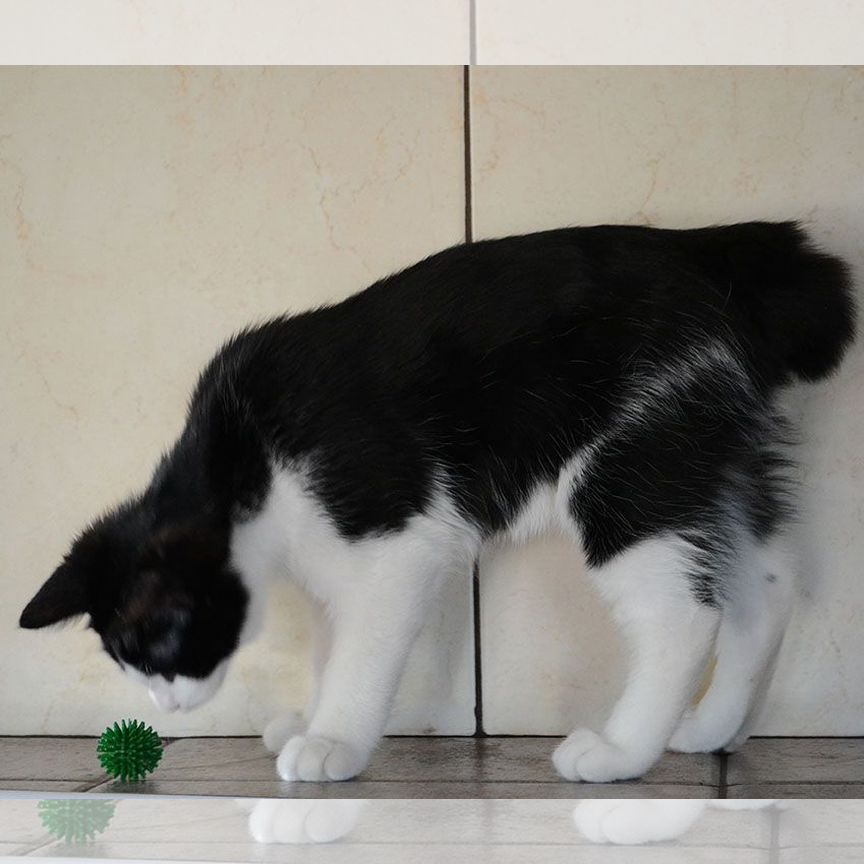 Котик Курильского бобтейла