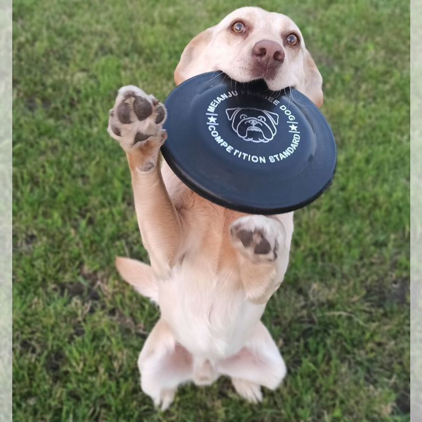 Лабрадор-ретривер, взрослый пёс