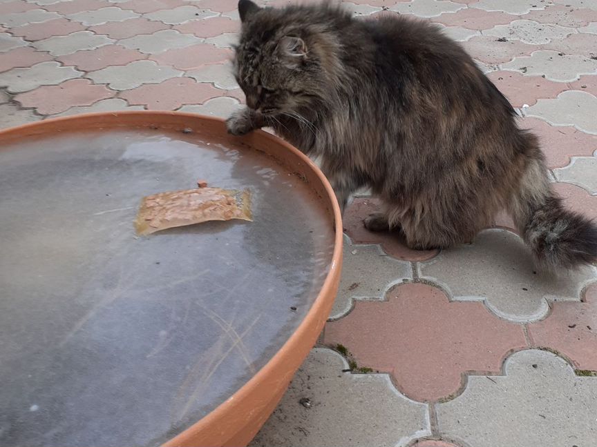Найдена кошка