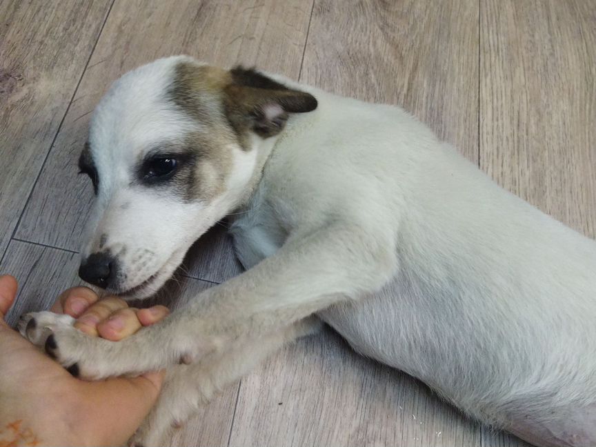 Маленькая собака в добрые руки бесплатно