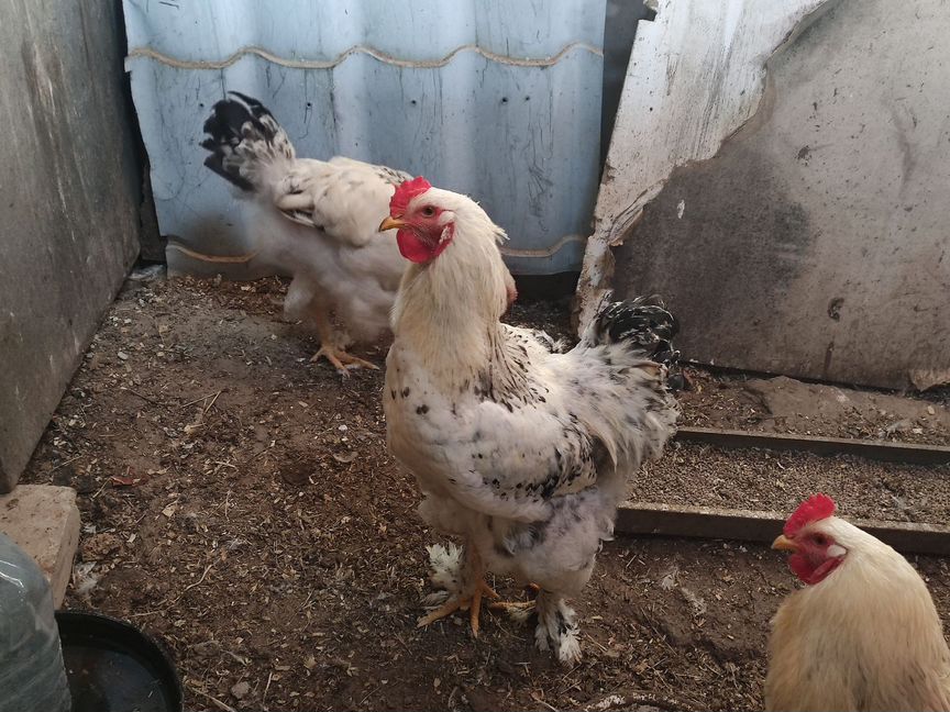 Молодые петухи брама