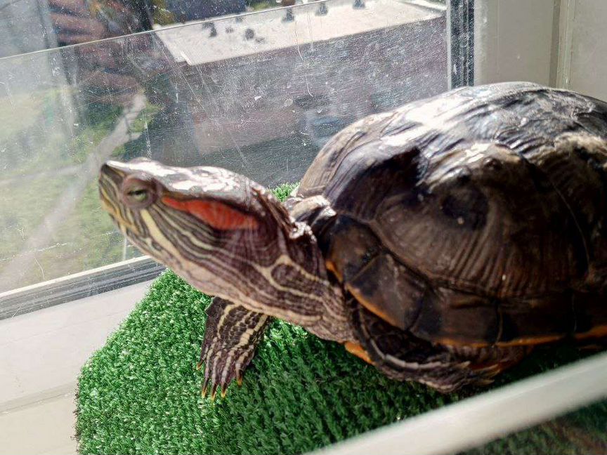 Красноухая черепаха с аквариумом