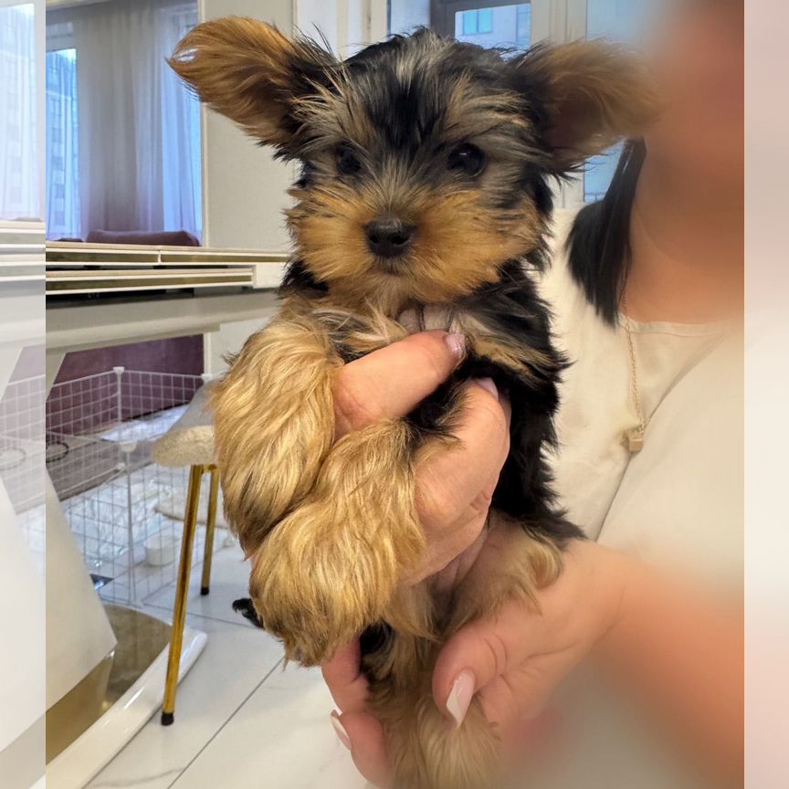 Йоркширский терьер, щенок