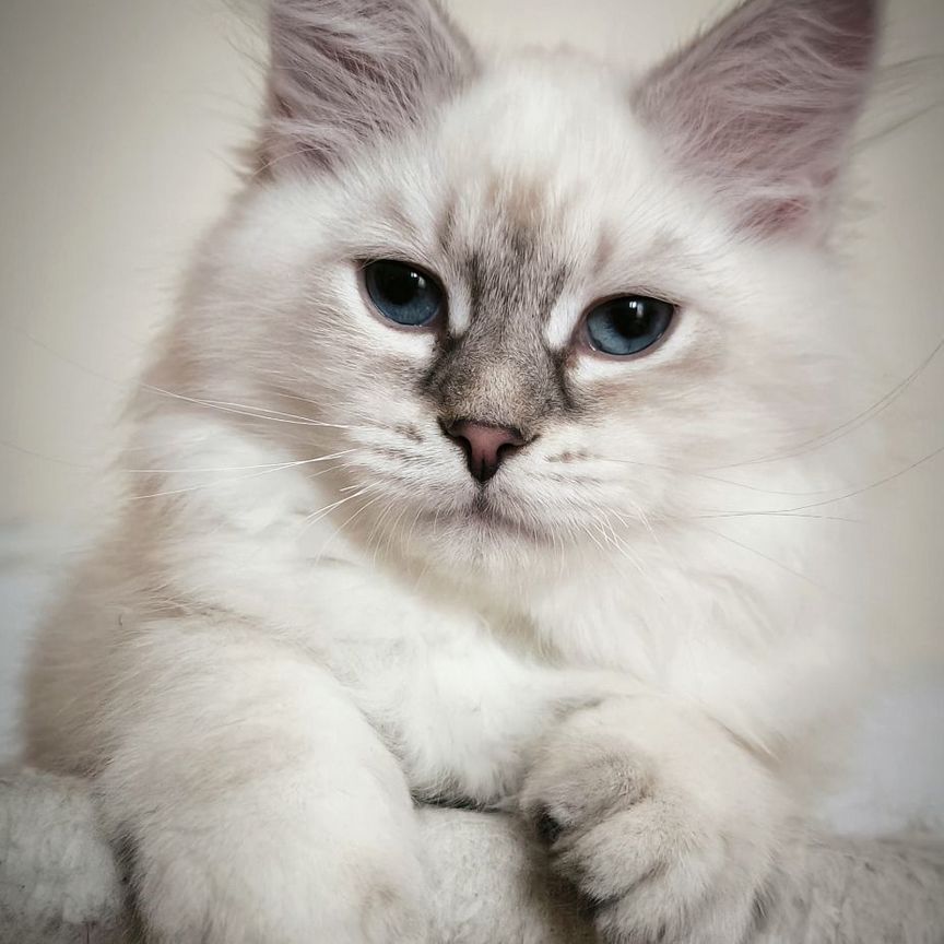 Невский маскарадный котёнок