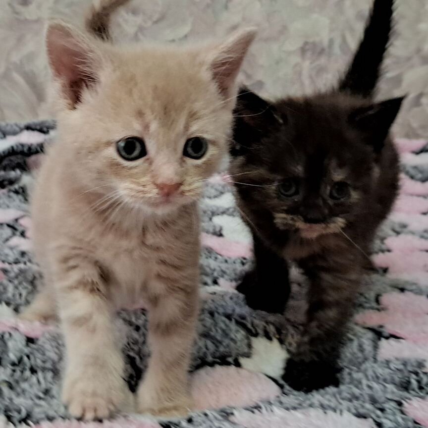 Британский короткошёрстный котёнок