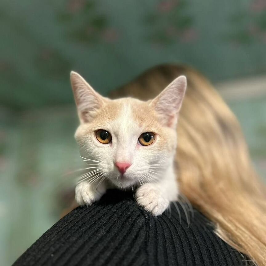 Котёнок Кексик в добрые руки бесплатно в дар