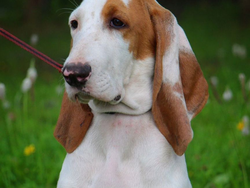 Щенок гончей