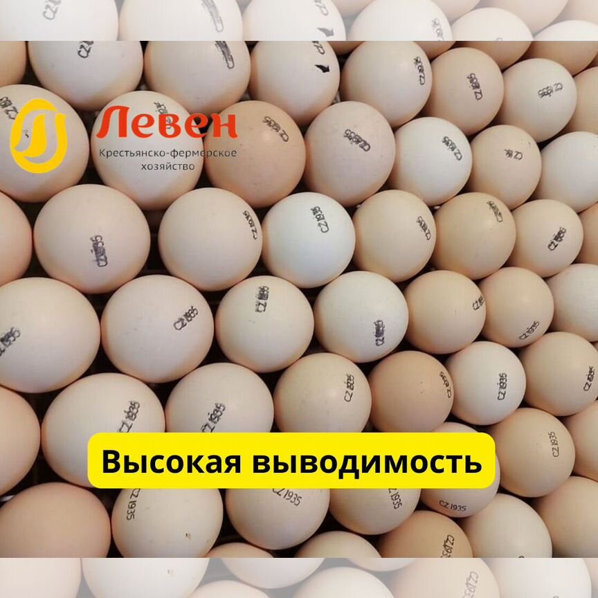 Инкубационное яйцо. Кобб 500 и Росс 308