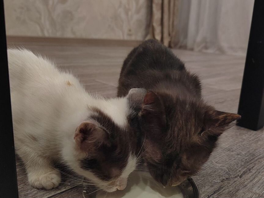 Милый белый котенок