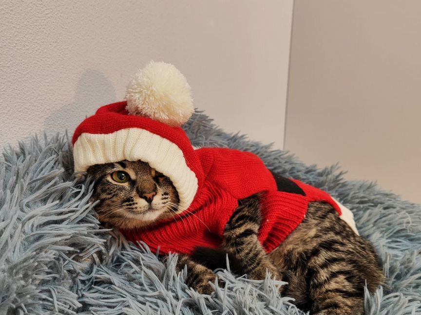 Котенок в добрые руки