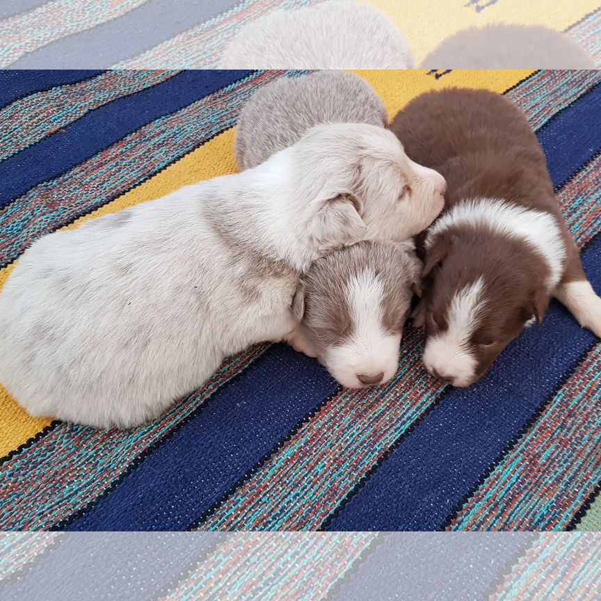 Щенки бордер колли