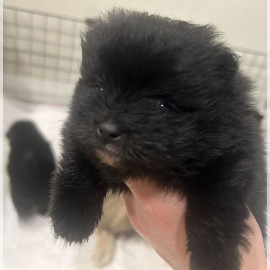 Померанский шпиц, щенок