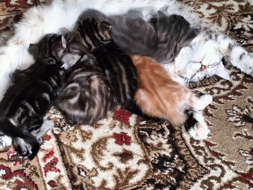 Кошка
