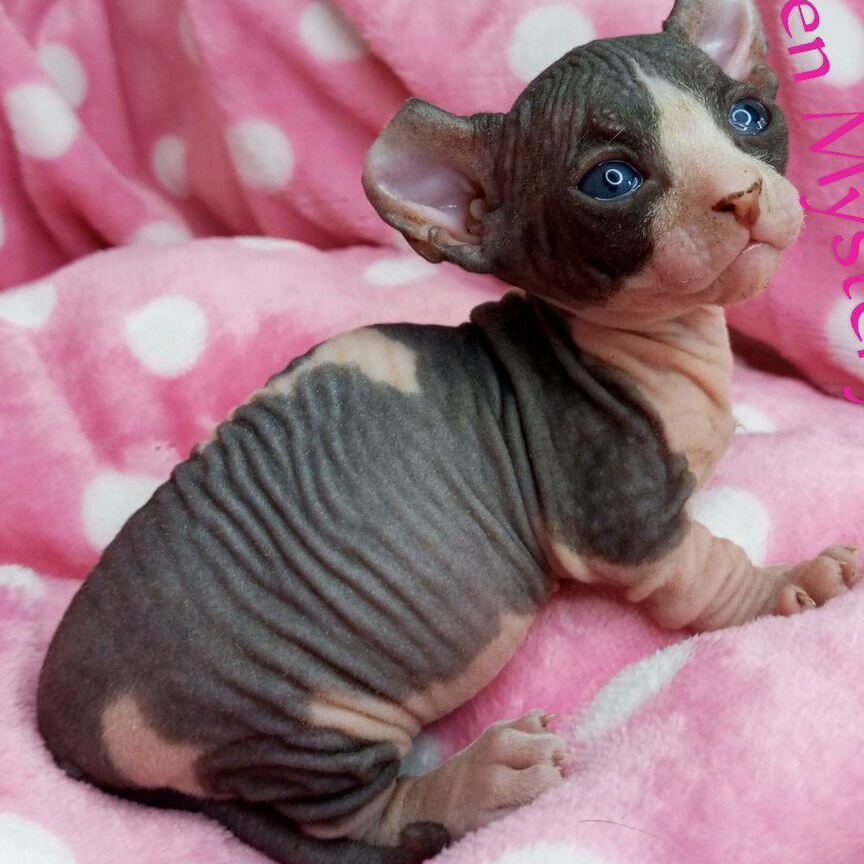 Сфинкс Двэльф