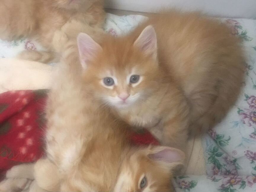Котята