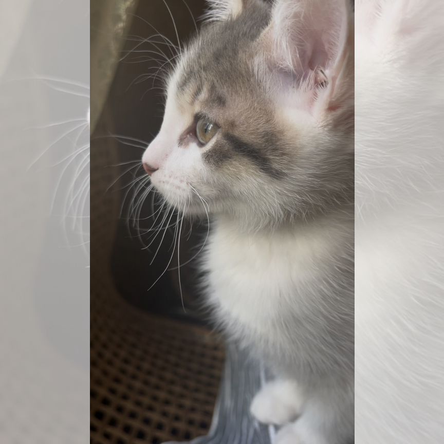 Котик ищет дом