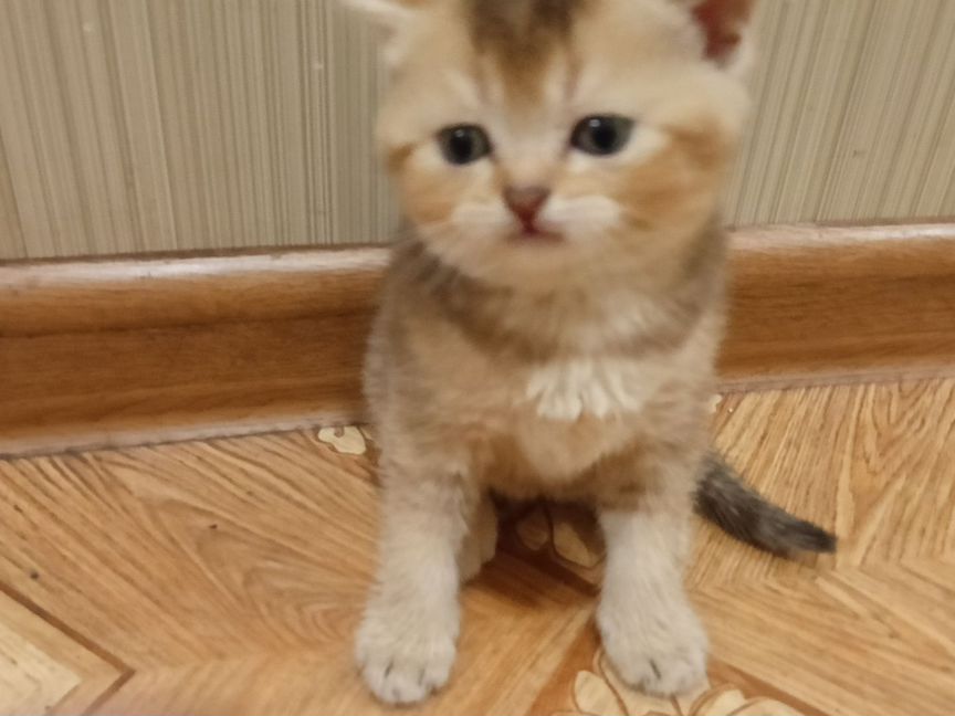 Шотландские вислоухие котята