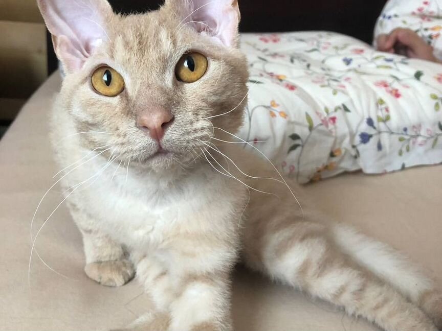 Отдам бесплатно кота