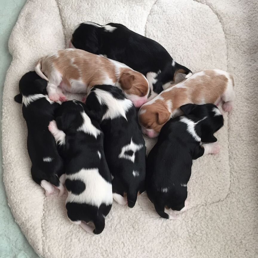 Кавалер кинг-чарльз-спаниель, щенок