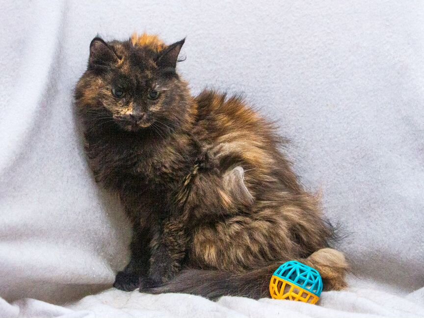 Пушистая кошечка в добрые руки