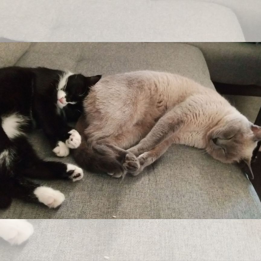 Взрослая кошка в добрые руки