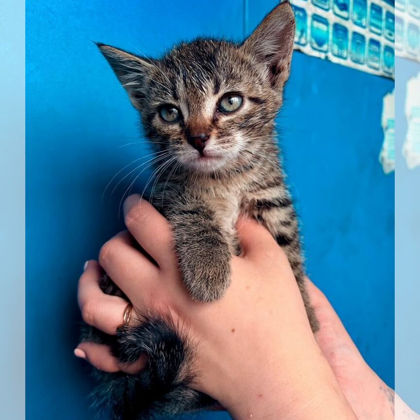 Котёнок в добрые руки