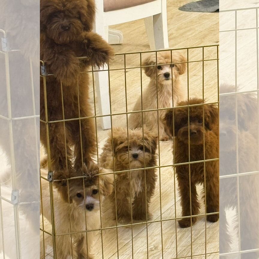 Мальтипу, щенок