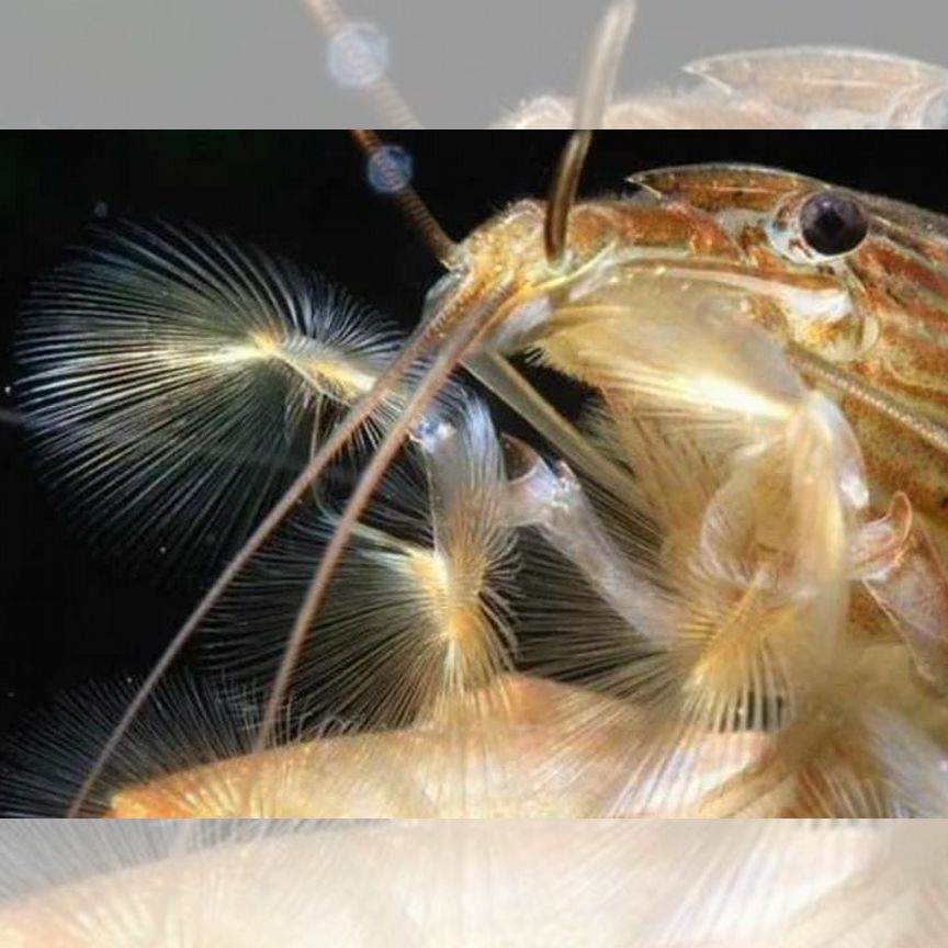 Фильтратор Банановый Кревеветка