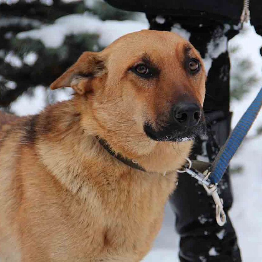 Некрупный пёсик Батя