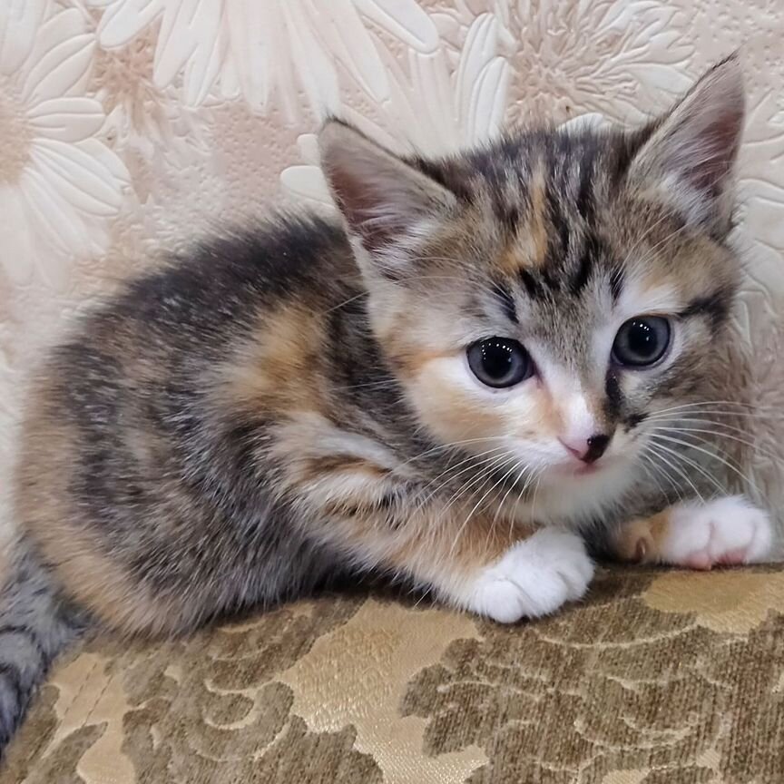 Сибирский котёнок