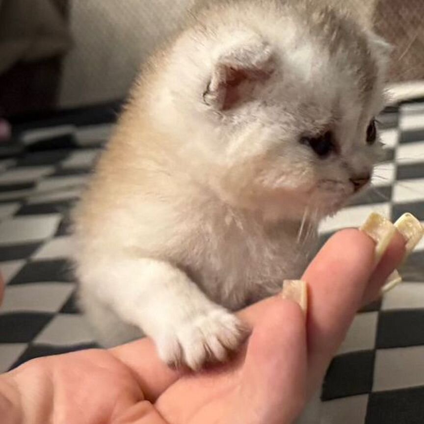 Шотландский вислоухий короткошёрстный котёнок