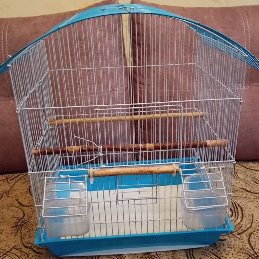 Попугай