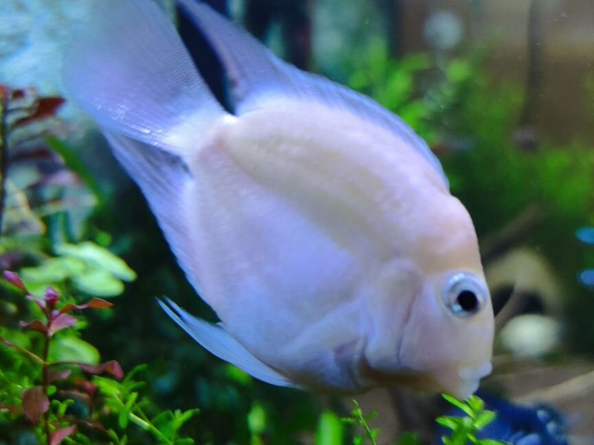 Рыба Платиновый попугай