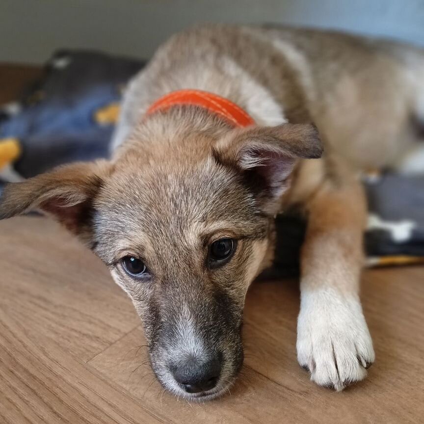 Нашли щенка, нужен частный двор