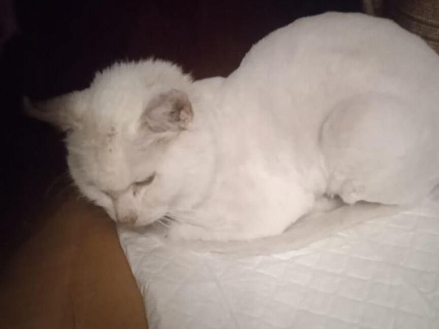 Помогите найти кошку