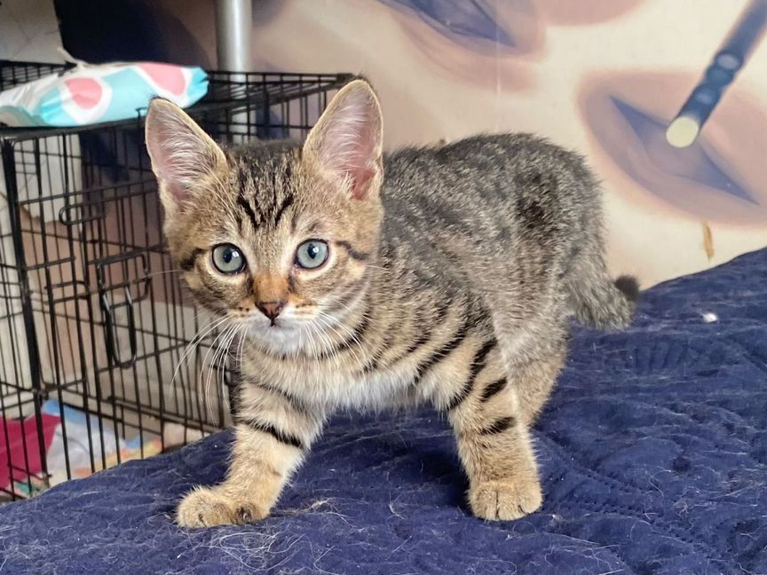 Маленький тигренок) 2 мес