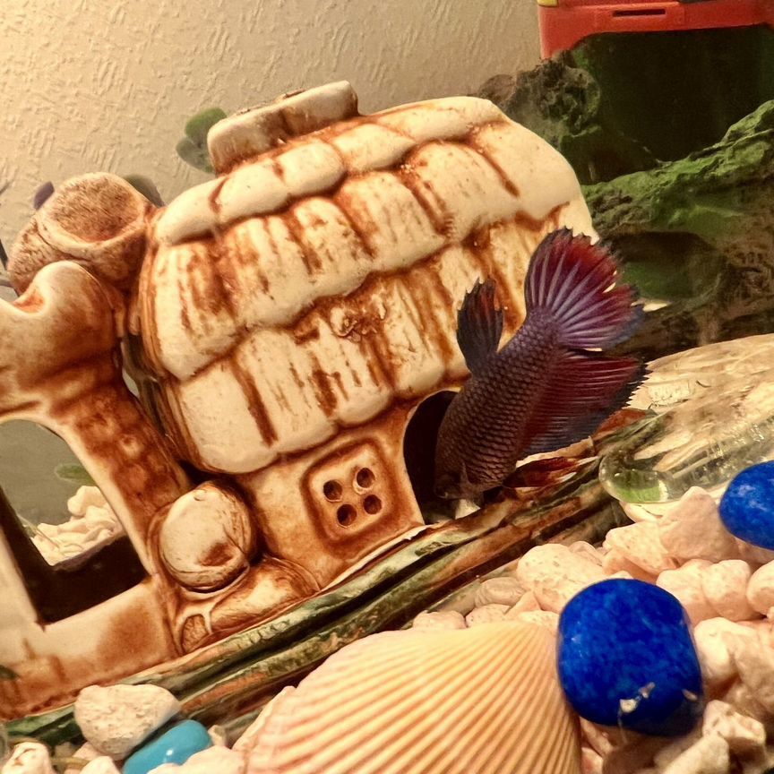 Рыбка петушок