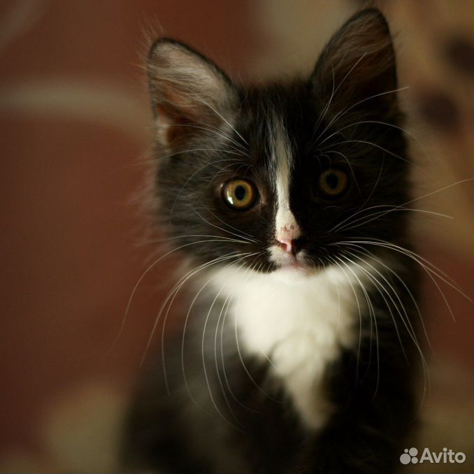 Котенок Буся ищет семью