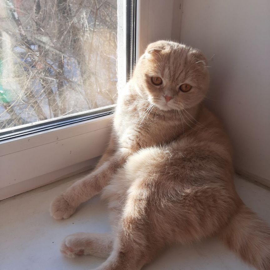 В добрые руки котик