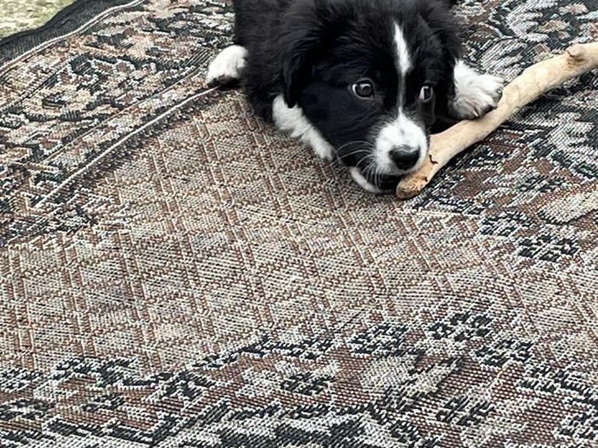 Щенки в добрые руки